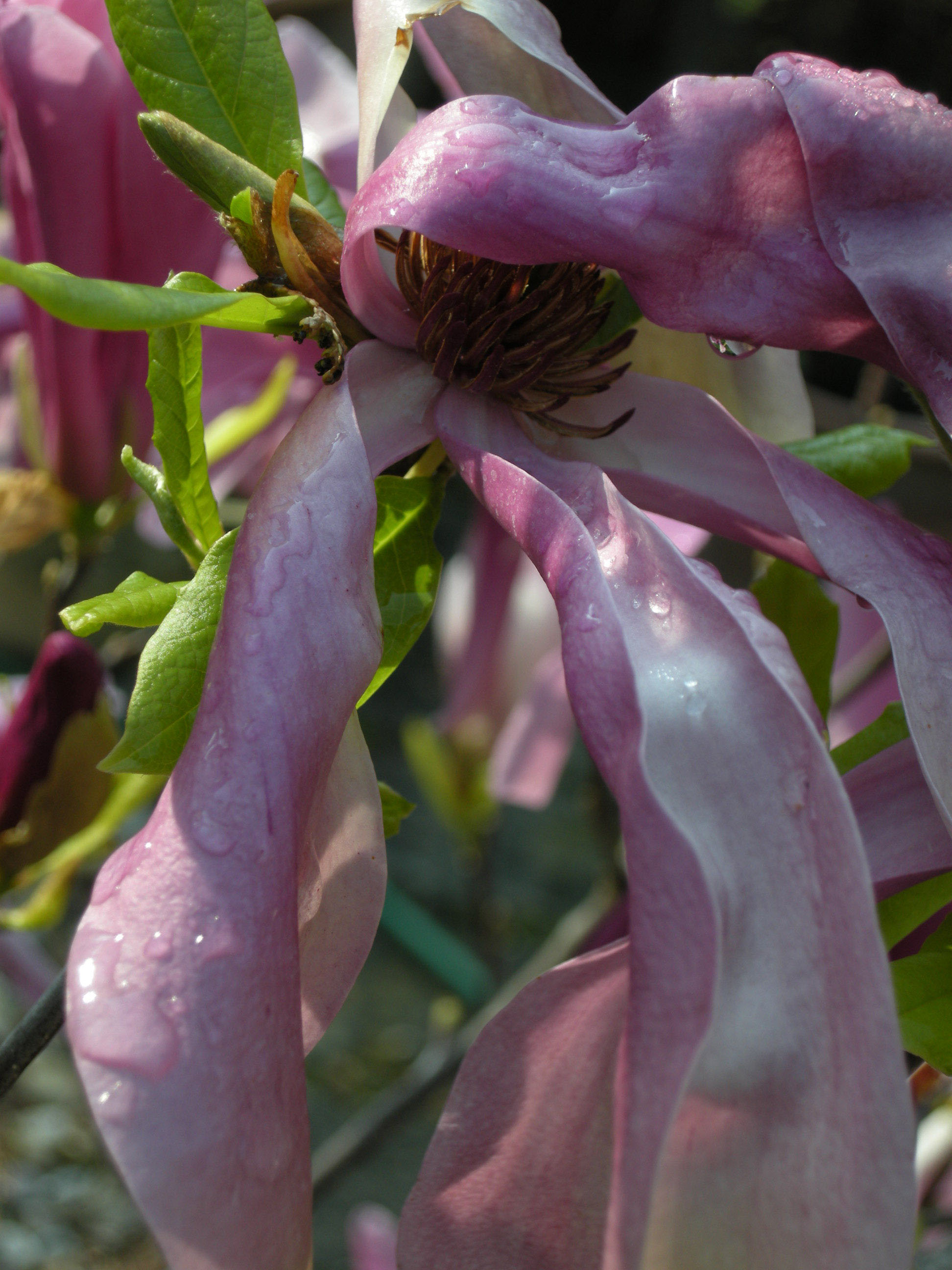 Poemas del río Wang: Magnolia Feast