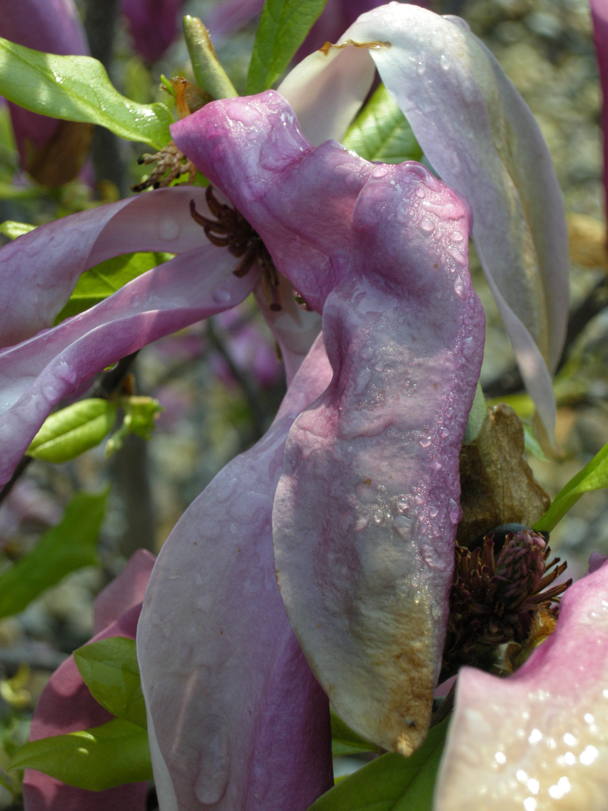 Poemas del río Wang: Magnolia Feast