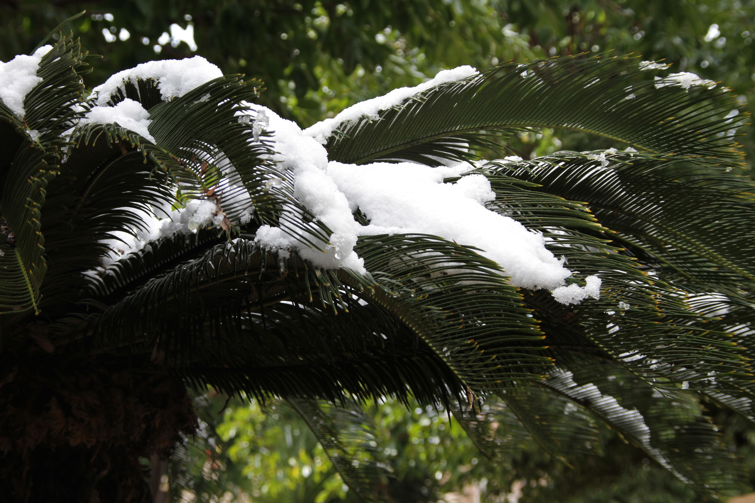 Poemas del río Wang: La nieve en Palma